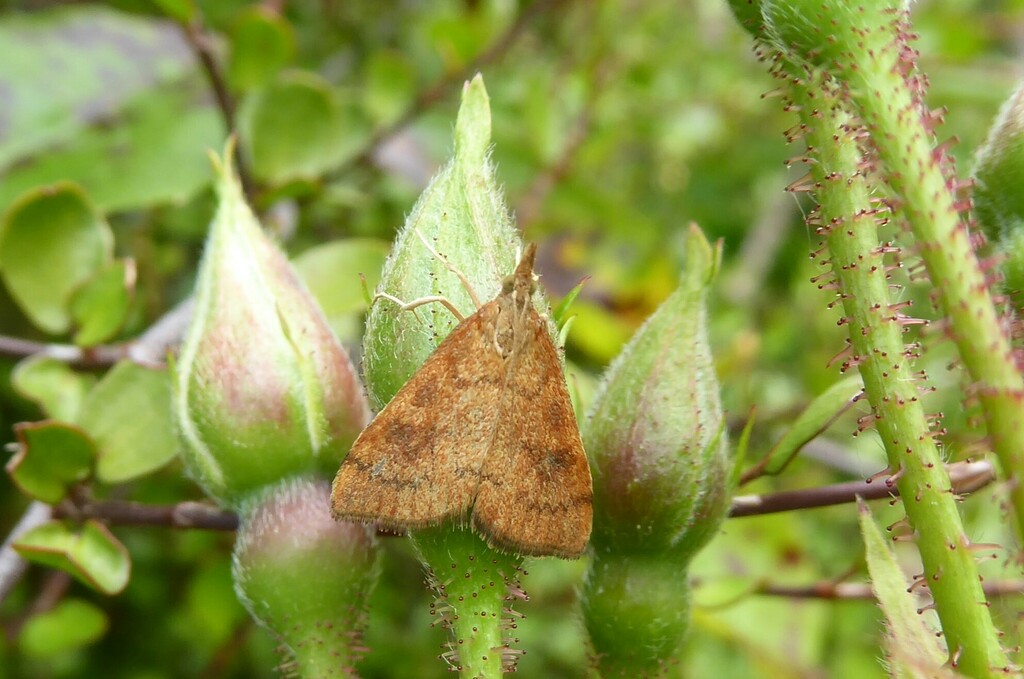 Rusty Dotted Triangle from Waikouaiti, New Zealand on November 27, 2024 ...