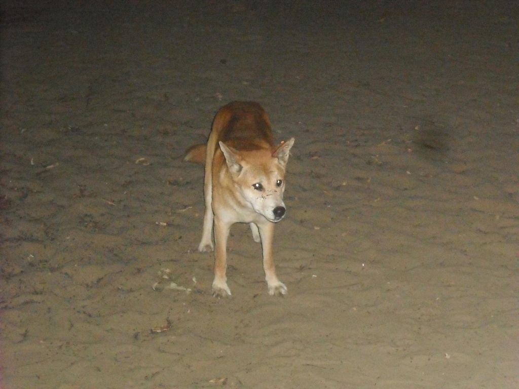 Dingo from K'Gari (Fraser Island) Recreation Area, Eurong, QLD, AU on ...