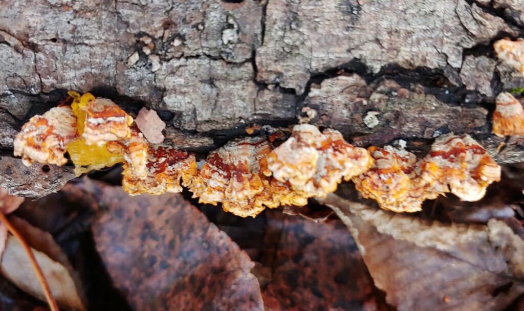 crowded parchment from Dekalb County, GA, USA on December 12, 2024 at ...