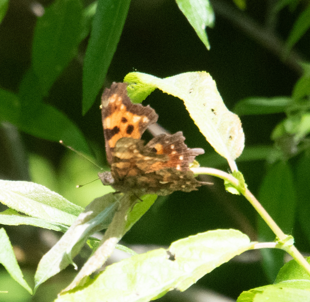Green Comma from Calais, VT, USA on June 01, 2024 at 10:51 AM by Erika ...