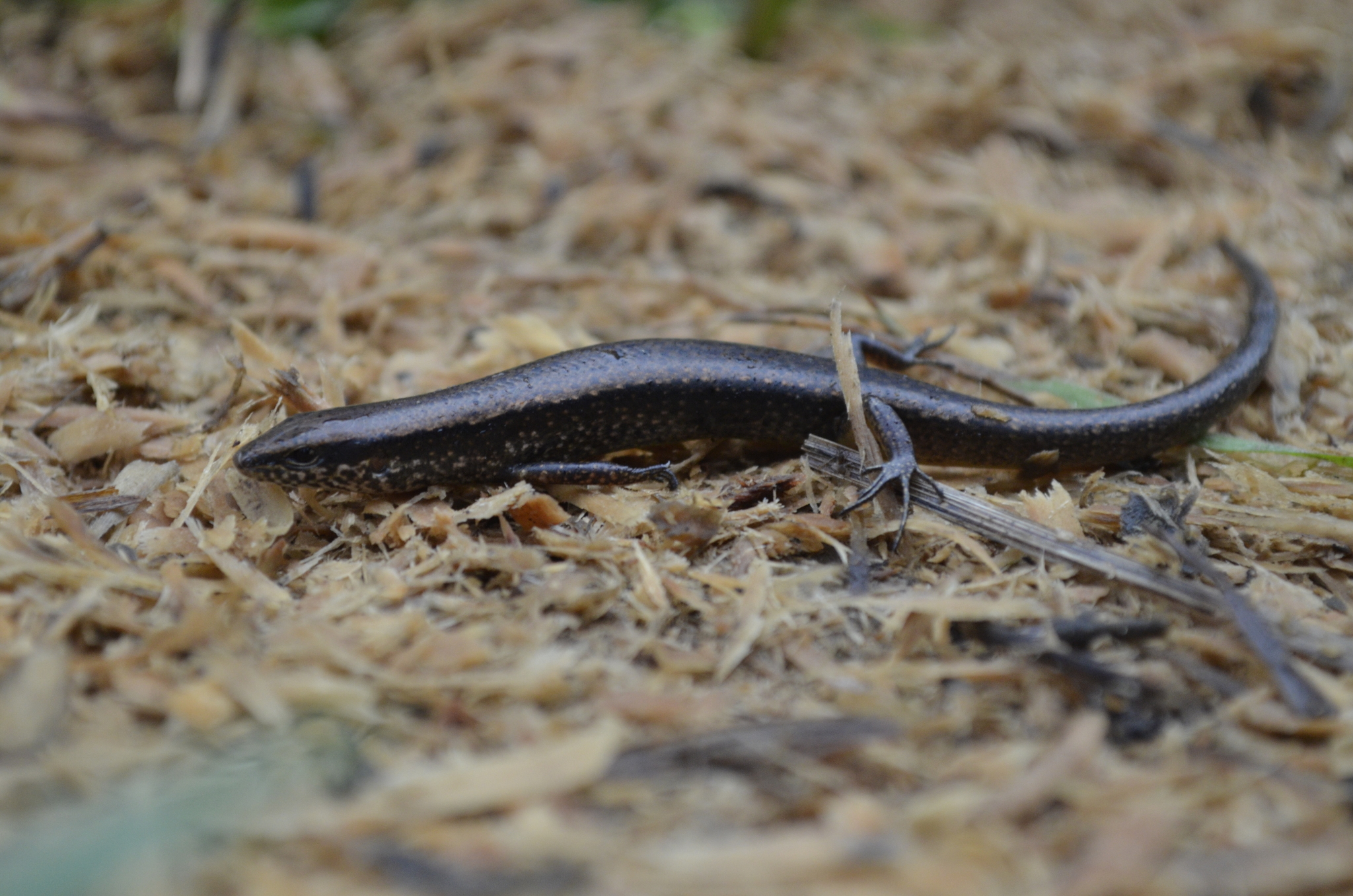 Scincella silvicola (Taylor, 1937)