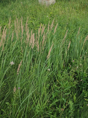 Bushgrass (Calamagrostis epigeios) · iNaturalist
