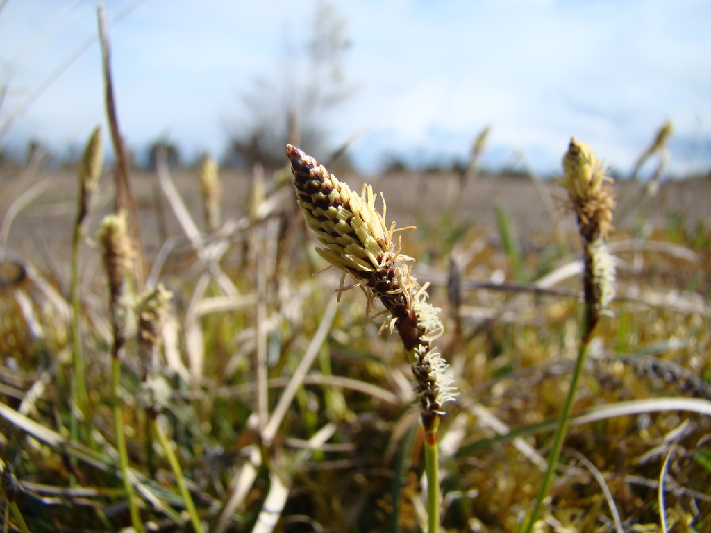 Rare Spring-sedge from Parasmetsa, 94241 Saare County, Эстония on May ...