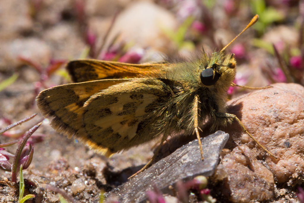 Sandhill Skipper (Zion National Park Butterfly Guide 🦋) · iNaturalist