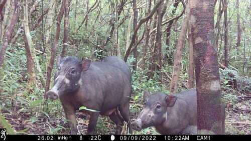 Oliver's Warty Pig (Sus oliveri) · iNaturalist Guatemala