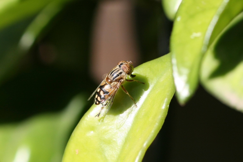Native Drone Fly in December 2024 by jennydc5 · iNaturalist