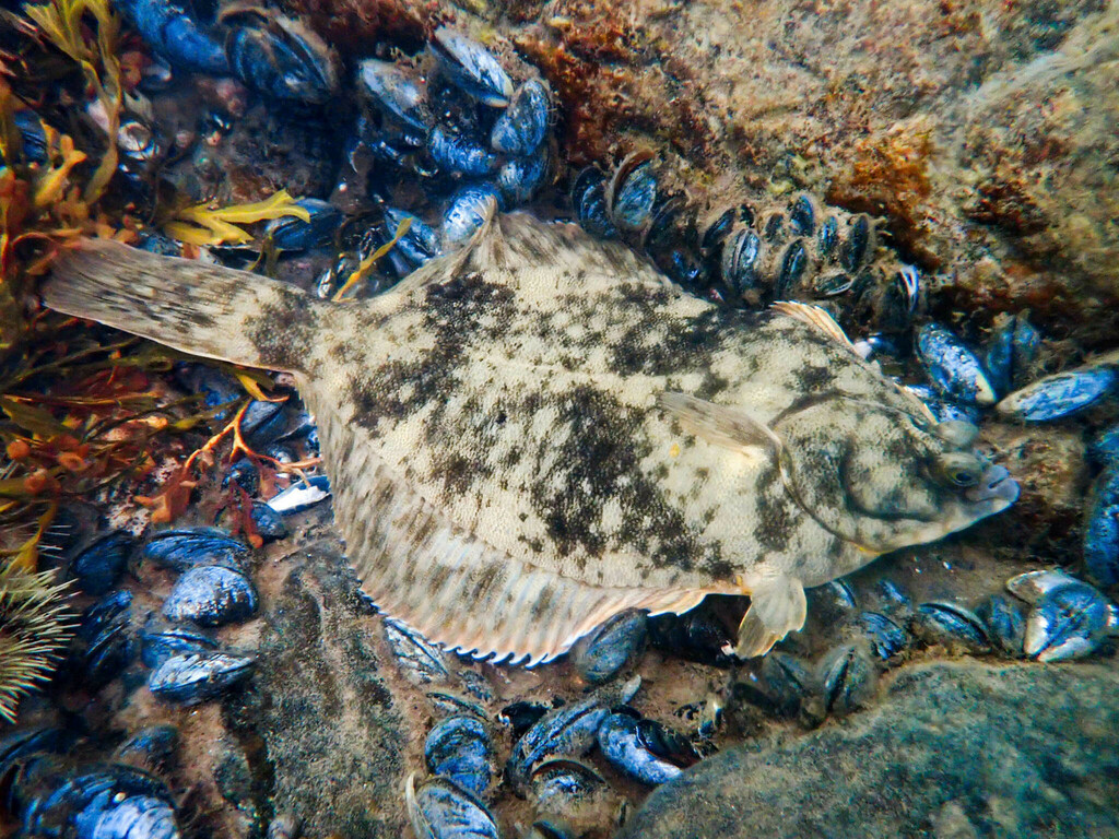 Winter Flounder from Makkovik, NL, Canada on September 15, 2024 at 03: ...