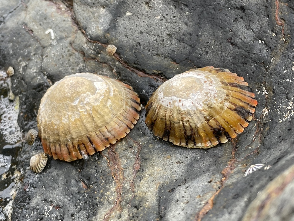 Variegated limpet from Bass Strait, Flinders, VIC, AU on December 6 ...