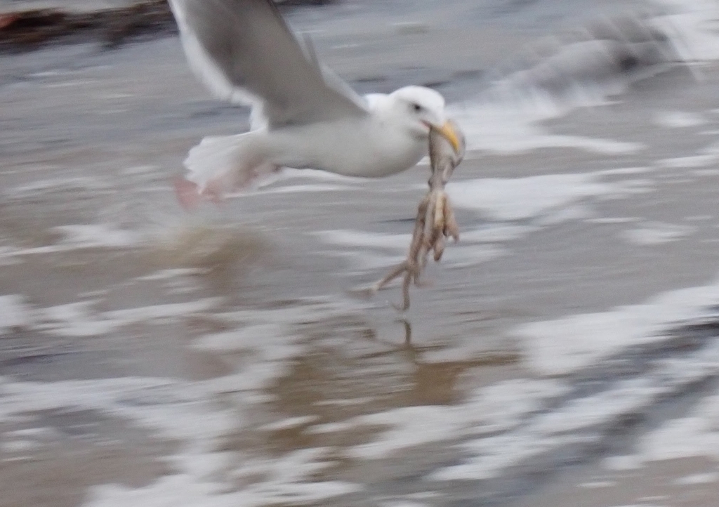 Octopuses from Esplanade Park, Capitola Beach, Capitola, CA 95010, USA ...