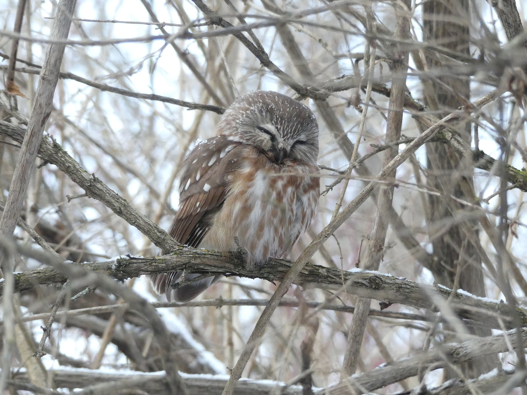 Northern Saw-whet Owl in November 2024 by Fraser Gibson · iNaturalist