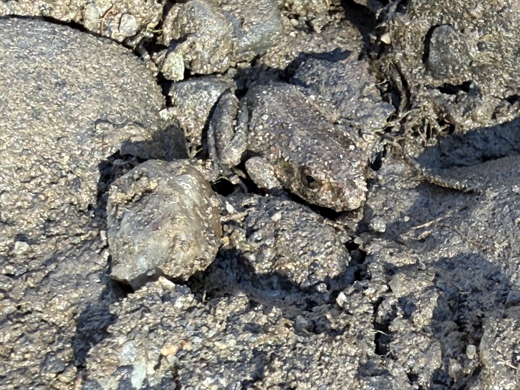 Proto wrinkled frog from 本州, 青梅市, 東京都, JP on December 15, 2024 at 11:07 ...