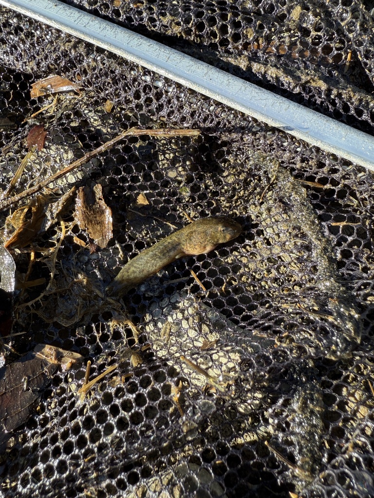 Proto wrinkled frog from 本州, 青梅市, 東京都, JP on December 15, 2024 at 11:09 ...