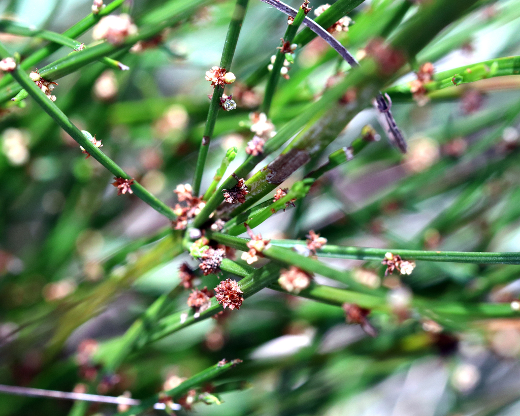 Broom Spurge from Anglesea VIC 3230, Australia on November 17, 2024 at ...