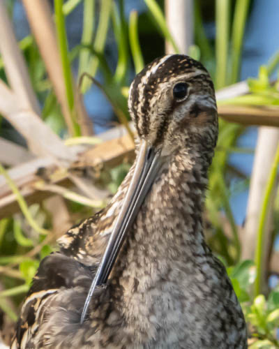 Wilson's Snipe from Boynton Beach, FL, US on December 13, 2024 at 10:20 ...