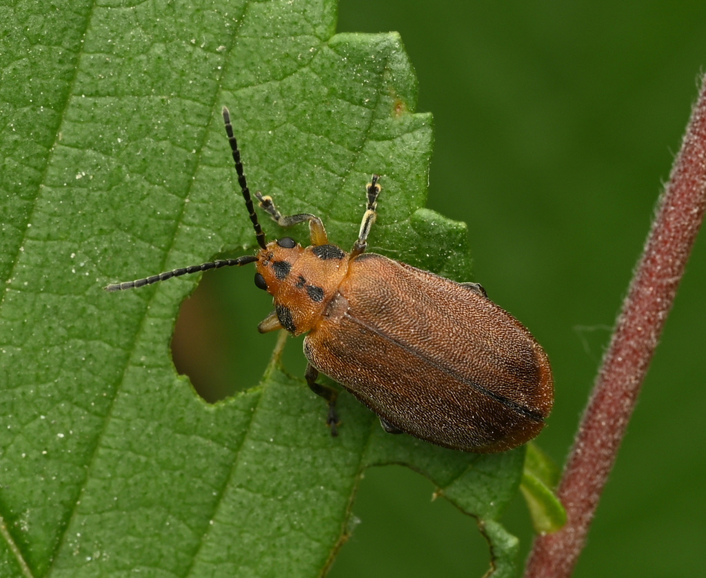 Xanthogaleruca maculicollis from 中国北京市海淀区鹫峰 邮政编码: 100095 on June 20 ...