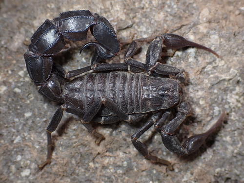 Arabian fat-tailed scorpion (Androctonus crassicauda) · iNaturalist ...