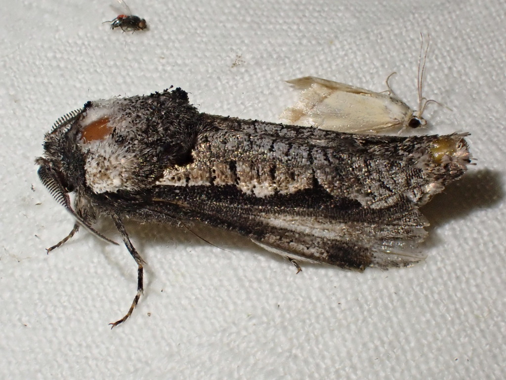 Aethalopteryx squameus from Erongo Region, Namibia on December 8, 2024 ...