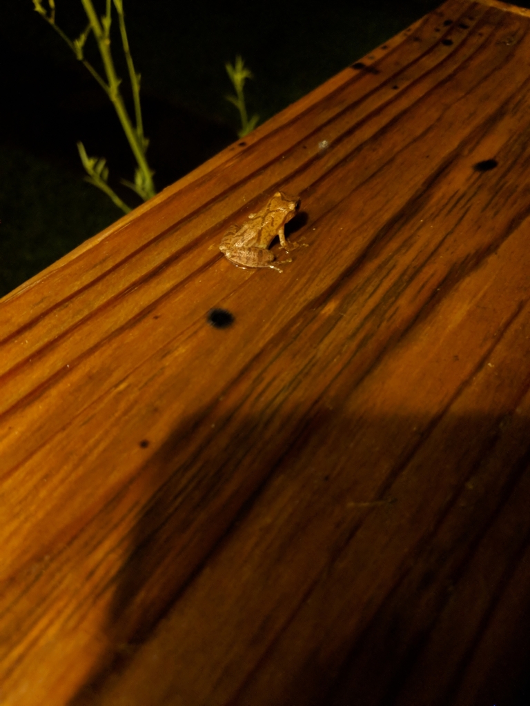 Spring Peeper from Warrensburg, MO 64093, USA on July 21, 2019 at 10:06 ...