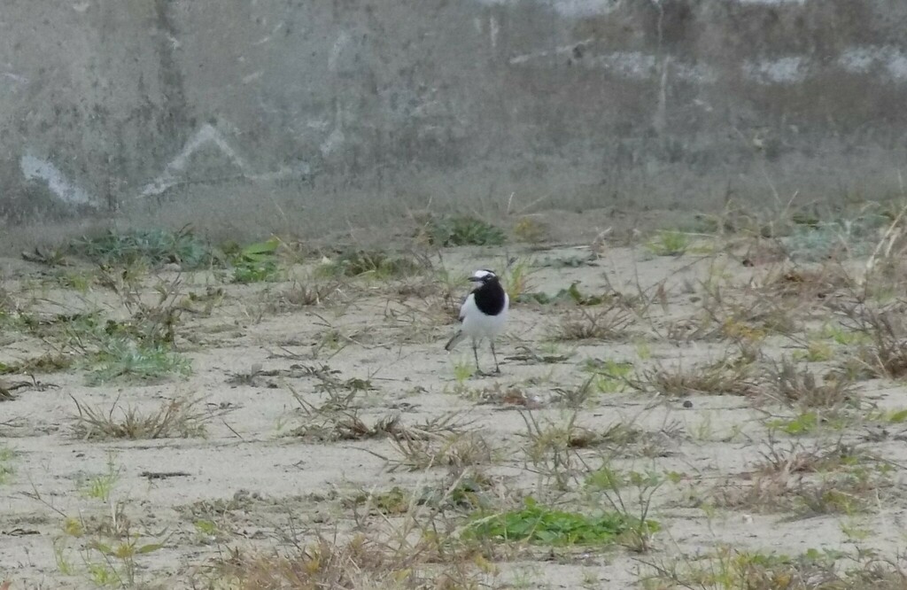 Japanese Wagtail from Izumi Ward, Sendai, Miyagi, Japan on November 17 ...