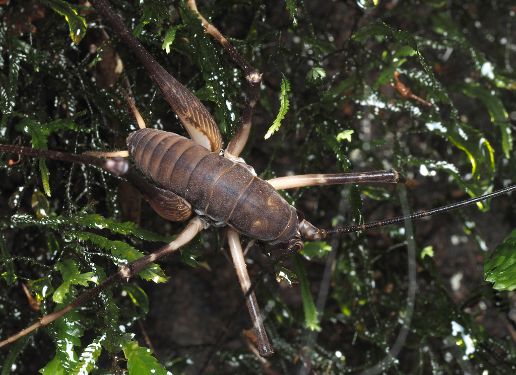 Pachyrhamma from Oropi 3173, New Zealand on December 14, 2024 at 06:52 ...