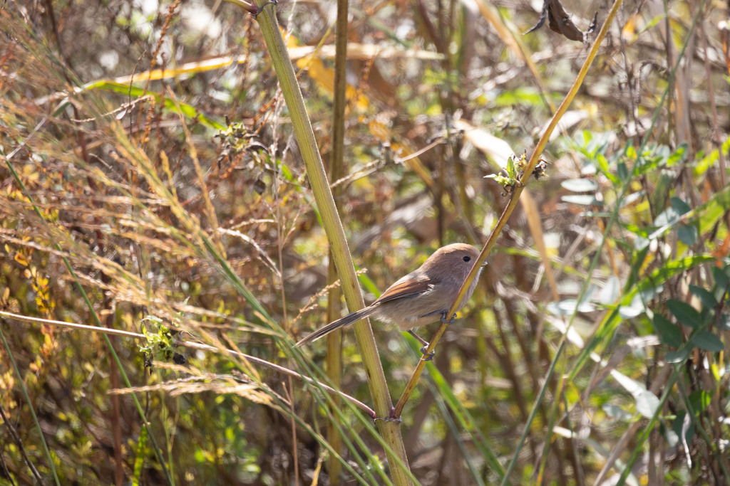Vinous-throated Parrotbill from Jijeong-myeon, Wonju-si, Gangwon-do ...