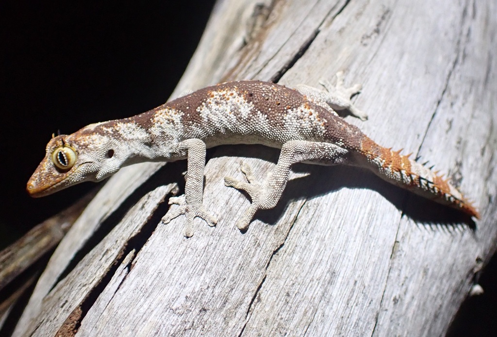 Northern Spiny-tailed Gecko from Katherine, AU-NT, AU on December 13 ...