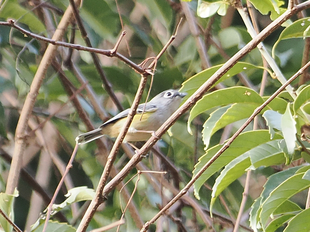 Green Shrike-Babbler from 杭州市西湖区大清谷 on January 17, 2024 at 04:20 PM by ...