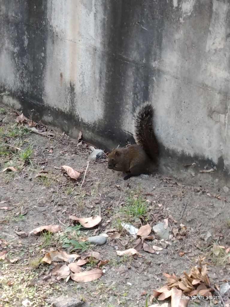 Taiwan Squirrel from Kaohsiung, TW-KH, TW on December 15, 2024 at 03:21 ...