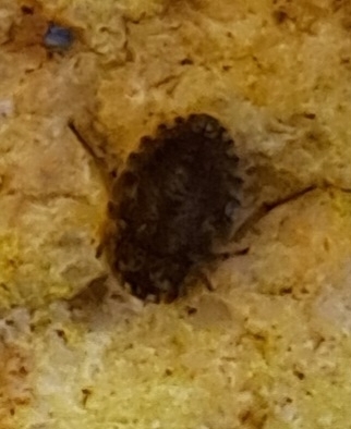 Water Bugs from Swellendam, 6740, South Africa on December 15, 2024 at ...