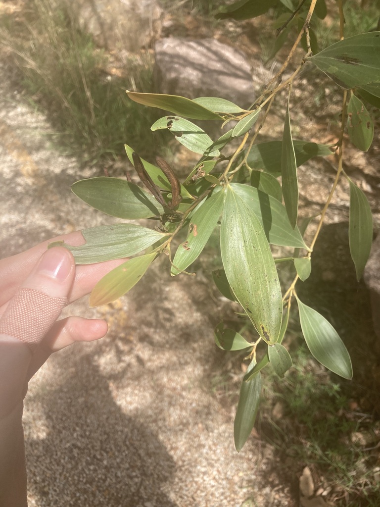 wattles from Nitmiluk NT 0852, Australia on December 10, 2024 at 02:47 ...