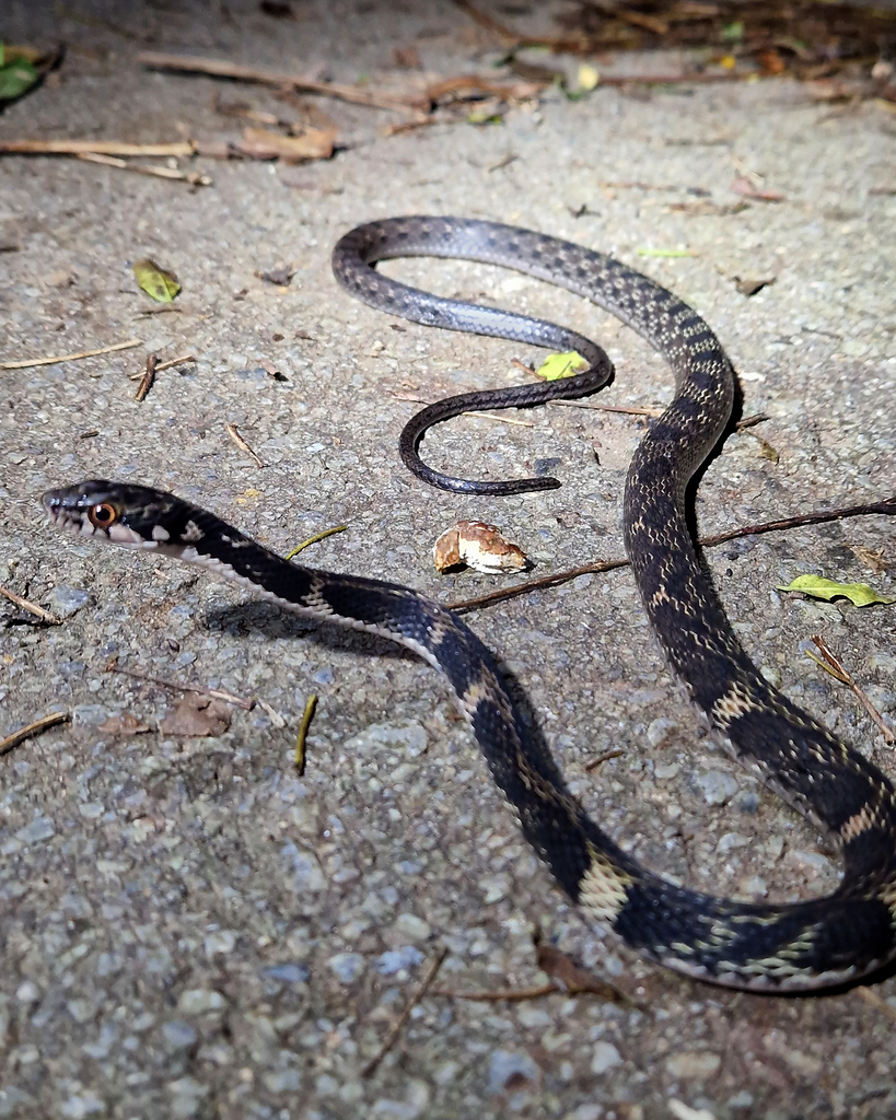 Pryer's Keelback from Okinawa, Japan on November 1, 2024 at 03:16 PM by Dash · iNaturalist