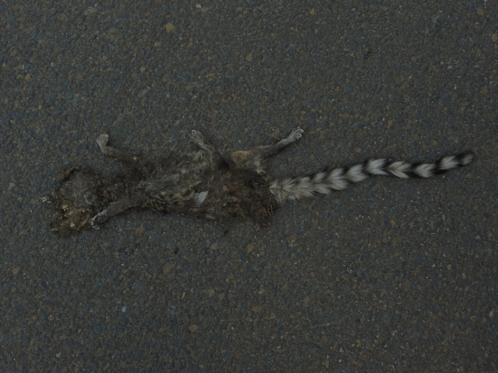 Northern Small-spotted Genet from Al Makhwah Saudi Arabia on September ...