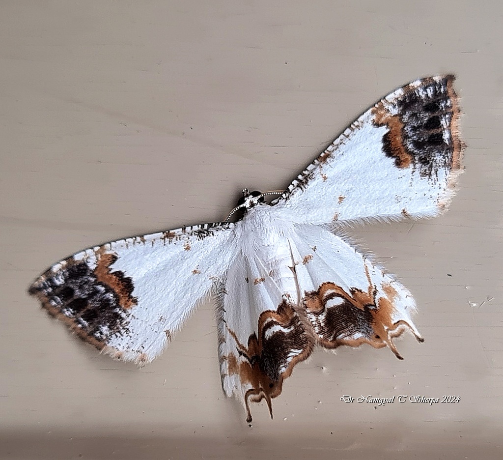 Epiplema from Upper Sichey, Gangtok, Sikkim, India on May 5, 2024 at 06 ...