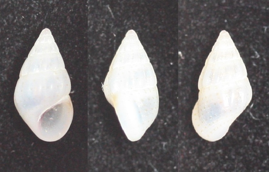 Rissoa splendida from Attica, Attica, GR on October 2, 2019 by lymantriman. 5,5 mm · iNaturalist