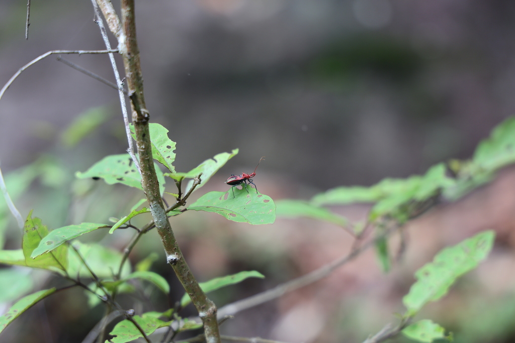 Orange Assassin Bug from Cedar Creek QLD 4520, Australia on December 15 ...