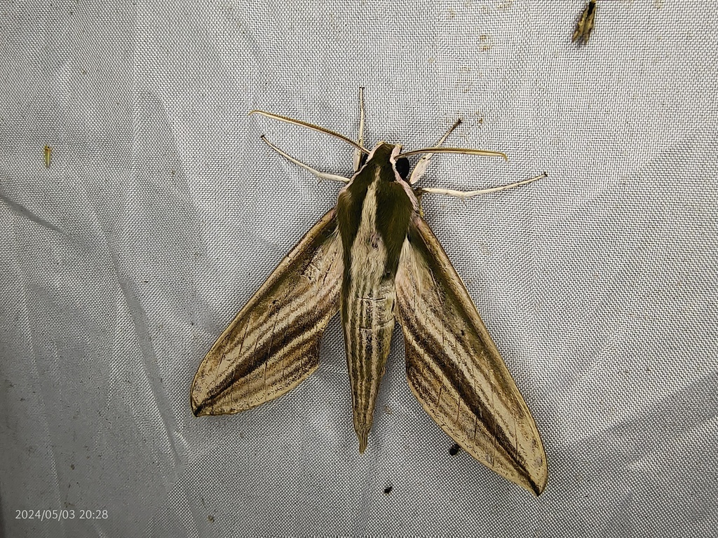 Cechetra minor from 中国云南省红河哈尼族彝族自治州河口瑶族自治县 on May 3, 2024 at 08:28 PM ...