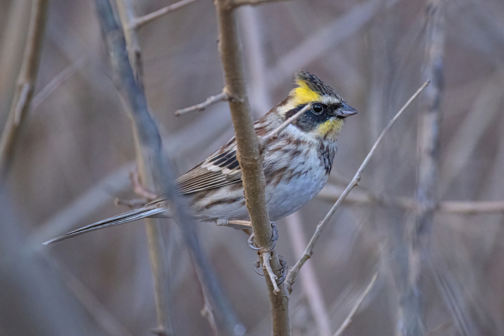 Yellow-throated Bunting from 中国北京市海淀区 on December 15, 2024 at 03:47 PM ...