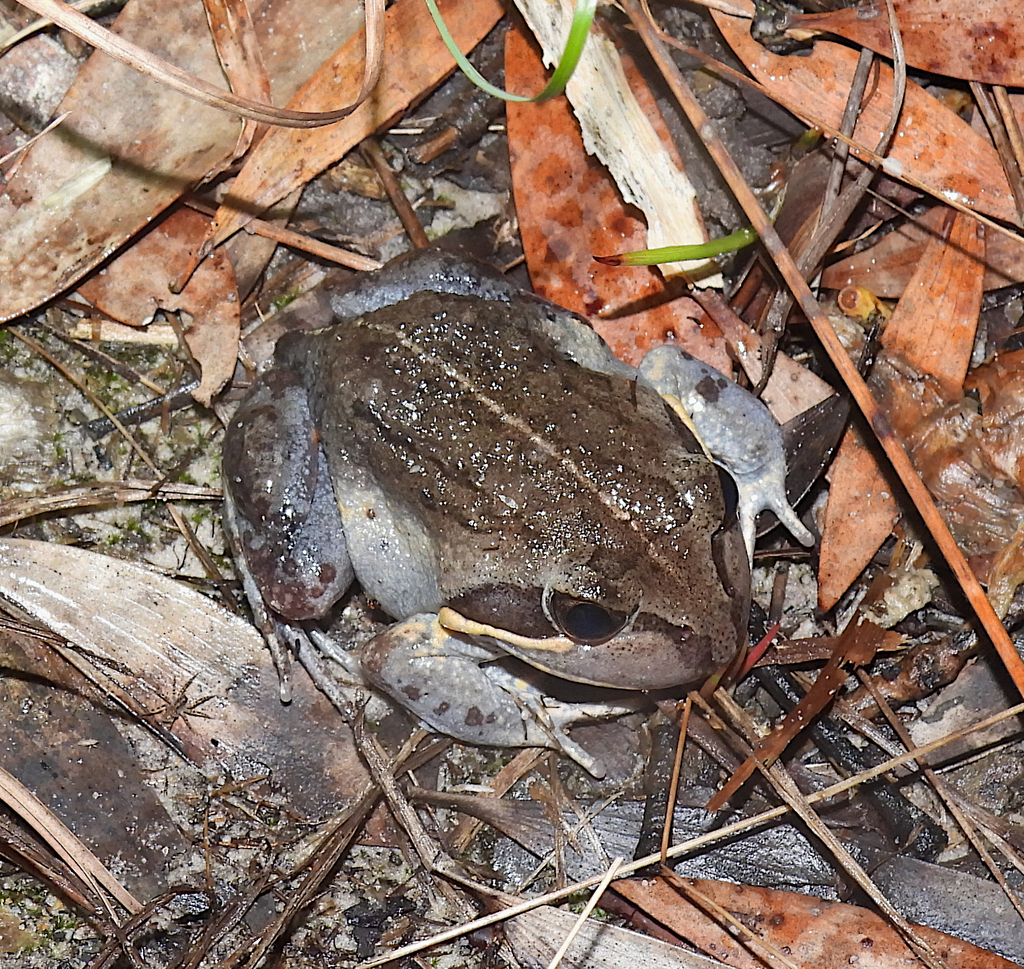 Scarlet-sided Banjo Frog from Tin Can Bay QLD, Australia on December 14 ...