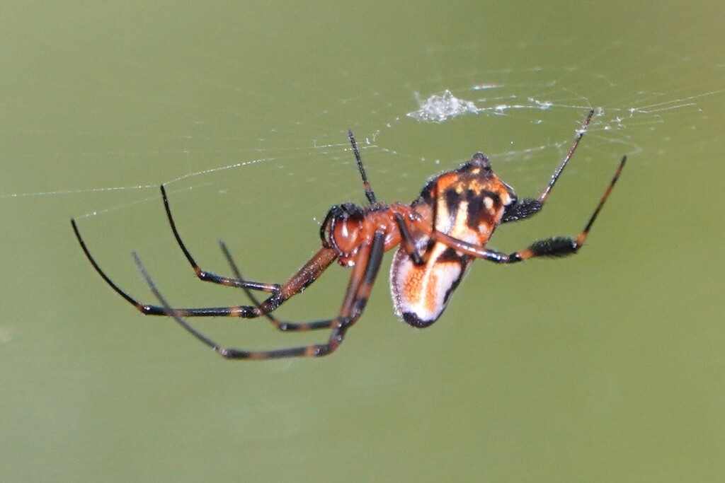 Orange-and-black Pear Spider from Lim Chu Kang, Singapore on December ...