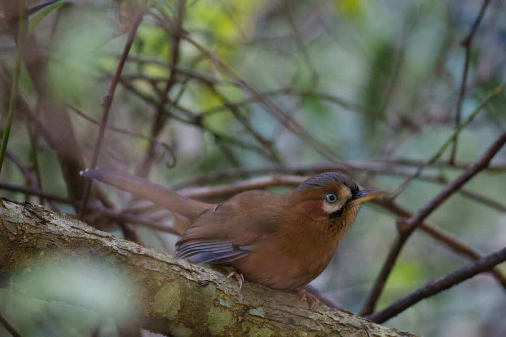 Moustached Laughingthrush from 中国浙江省杭州市西湖区 on December 08, 2024 at 10: ...