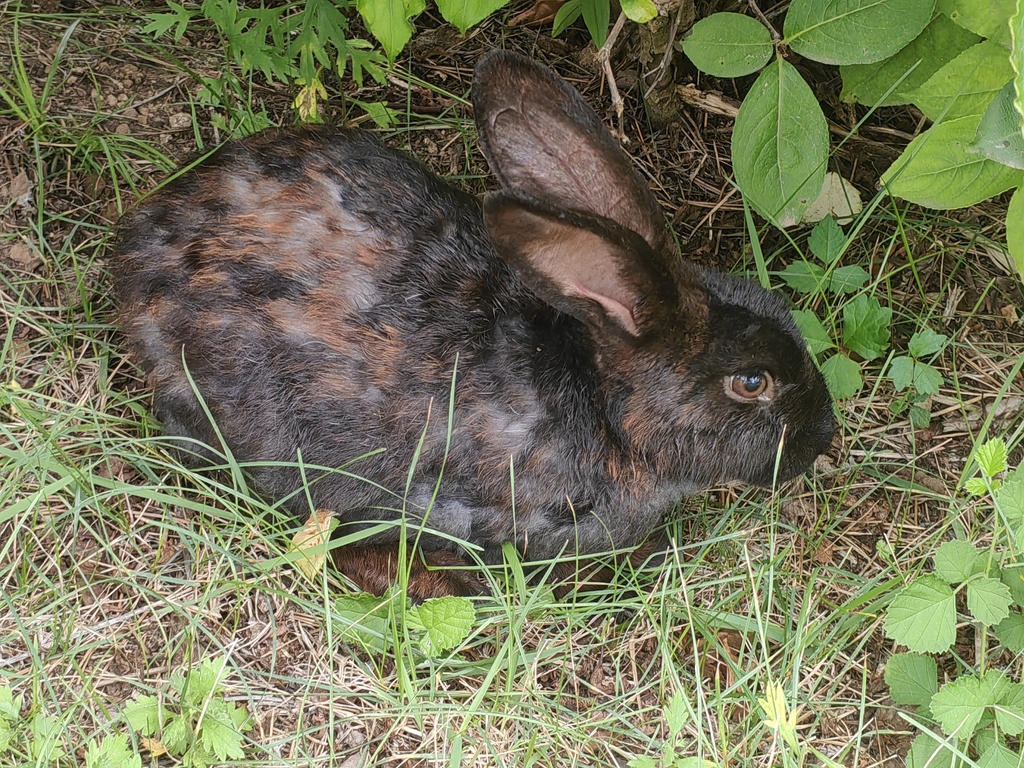 European Rabbit from Weihai, CN-SD, CN on July 26, 2023 at 01:52 PM by ...
