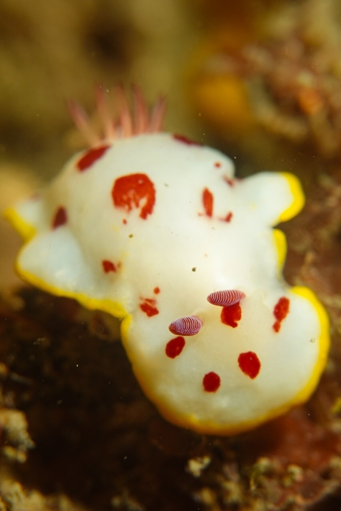 Splendid Goniobranch from Pipeline Nelson Bay on December 13, 2024 at ...
