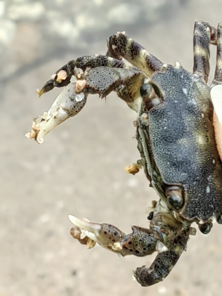 Asian Shore Crab from Weihai, CN-SD, CN on July 26, 2023 at 12:31 PM by ...