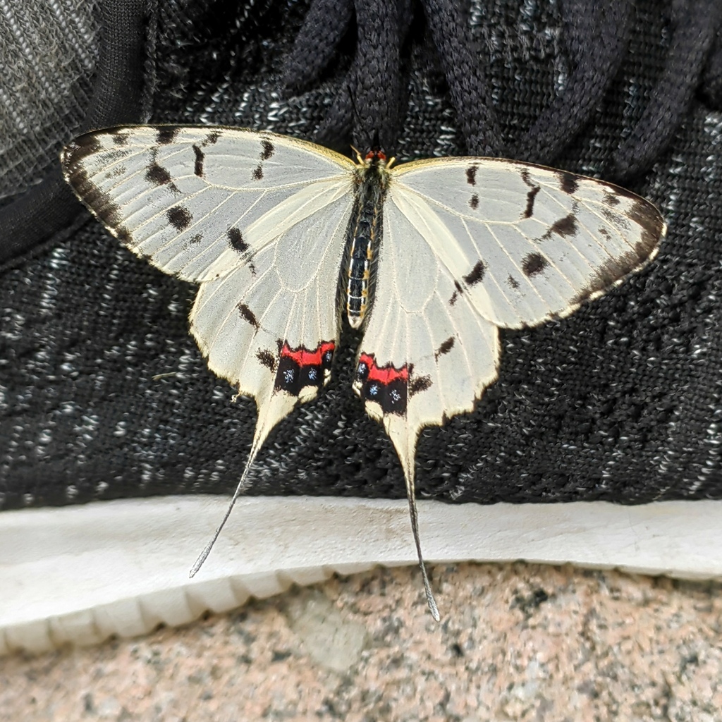 Dragon Swallowtail from Beijing, Beijing, CN on July 11, 2022 at 03:50 ...
