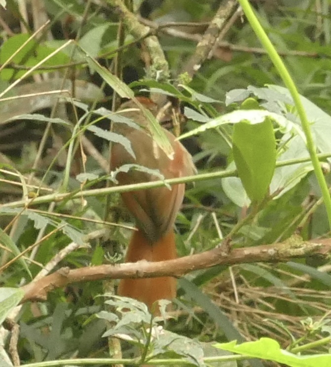 Rusty-headed Spinetail in November 2024 by Jean-Paul Boerekamps ...