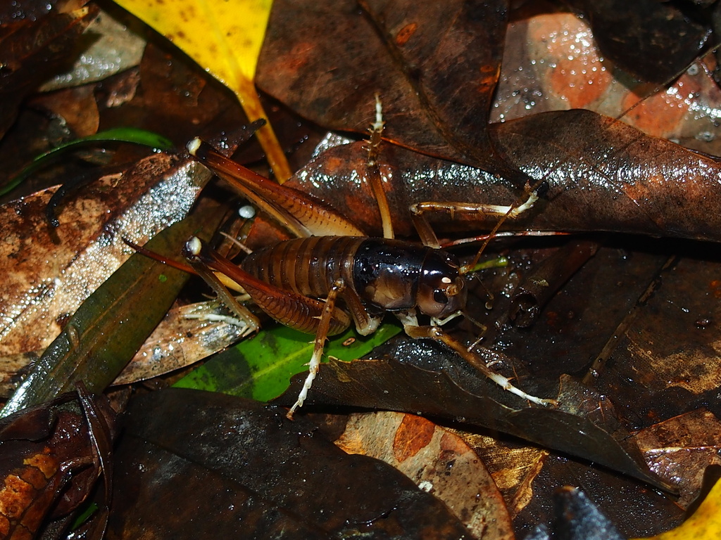 Wētā and King Crickets from Northwest Outer Brisbane, Mount Glorious ...