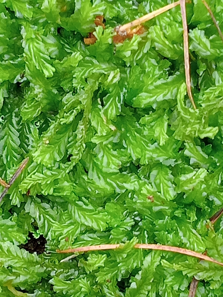 Southern Crestwort from PO Box 750, York YO32 2RE, UK on December 15, 2024 at 12:09 PM by ...