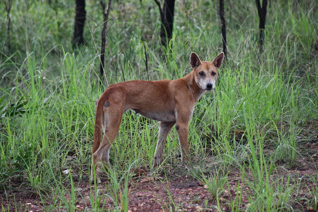 Dingo from Charlotte NT 0822, Australia on December 7, 2024 at 04:46 PM ...