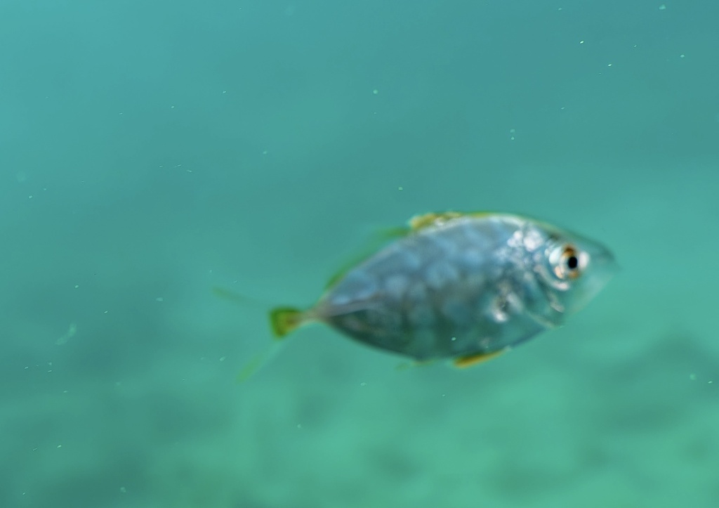 Yellow Jack (Caranx bartholomaei) - Marine Life Identification