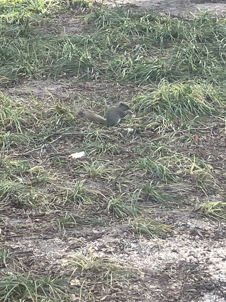 Pallas' Squirrel from Temple of Heaven, Beijing, CN on December 15 ...